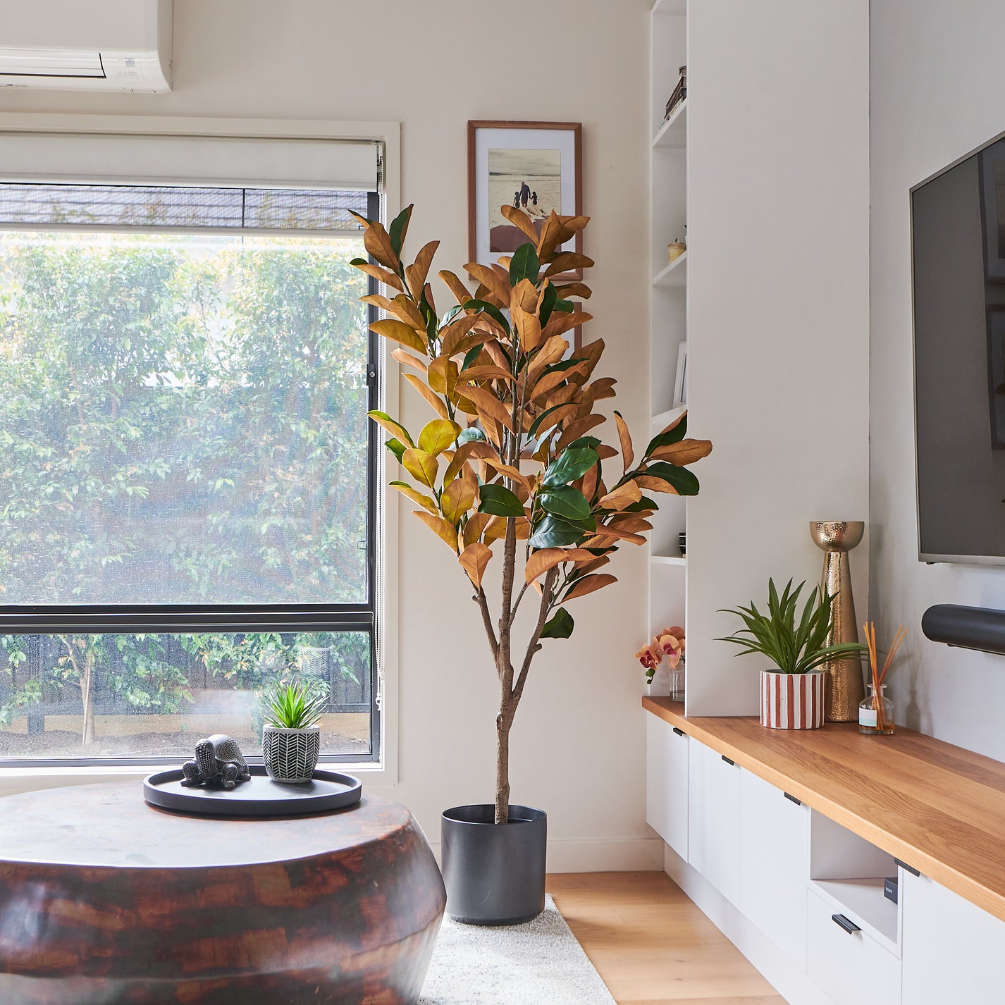 Brielle Magnolia Tree