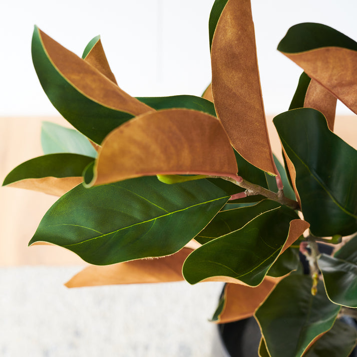 Brielle Magnolia Tree