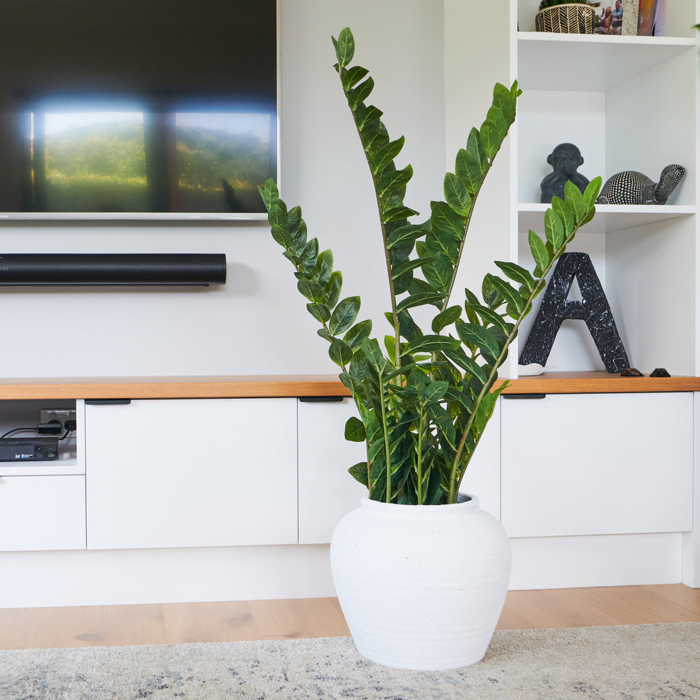 Zoe Zanzibar Gem Plant with Pot