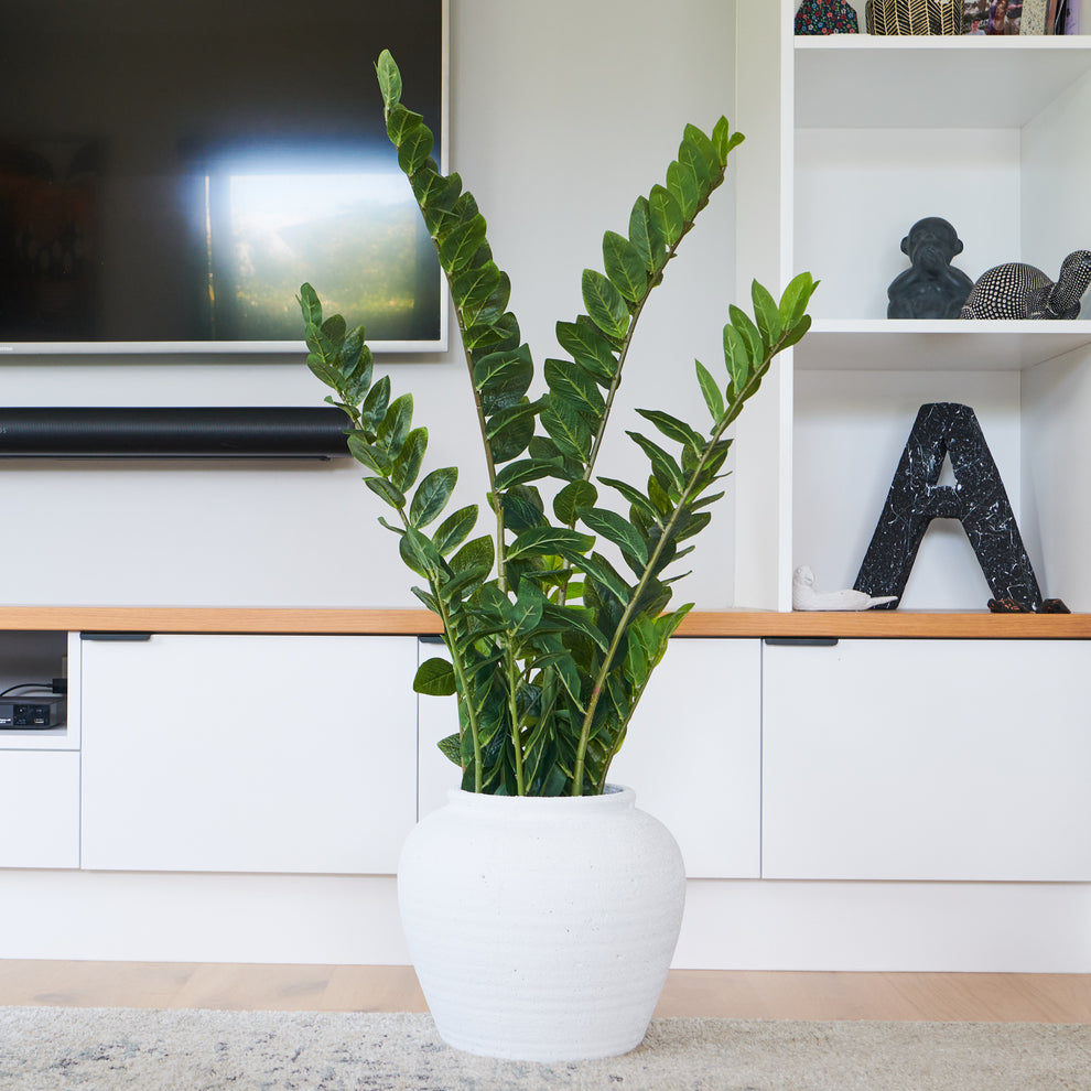 Zoe Zanzibar Gem Plant with Pot