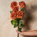Rose Hannah Real Touch Flower Stem