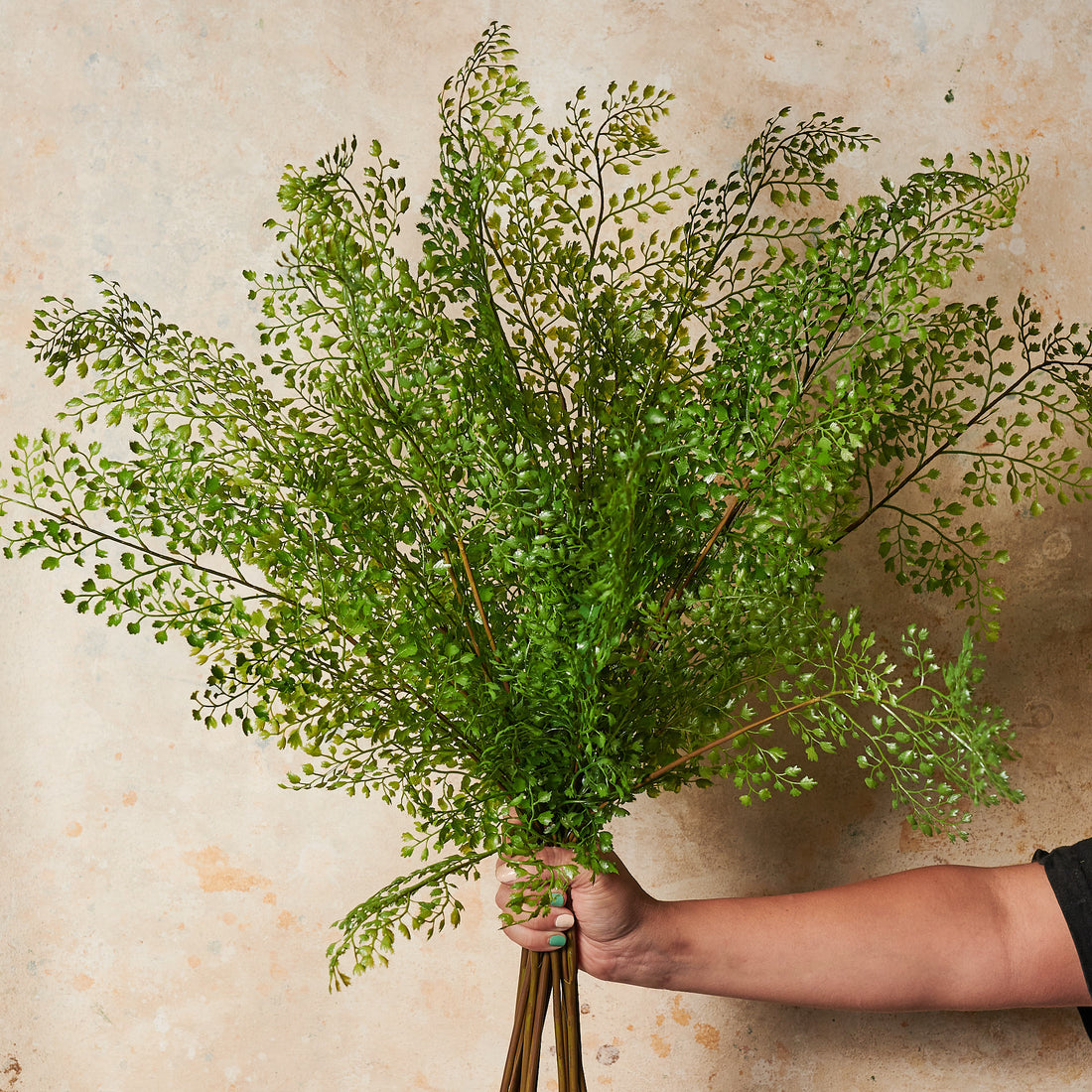 Maiden Hair Fern Stem