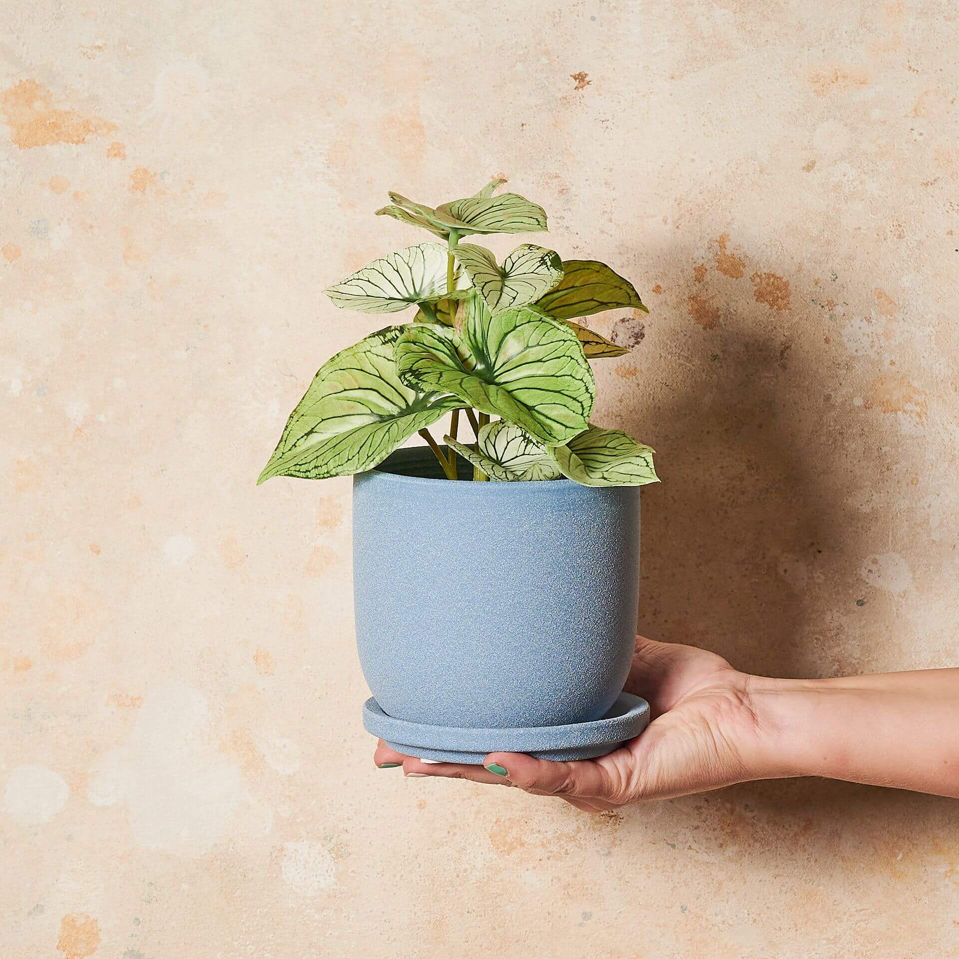 360' Flower Arrangements – Page 2